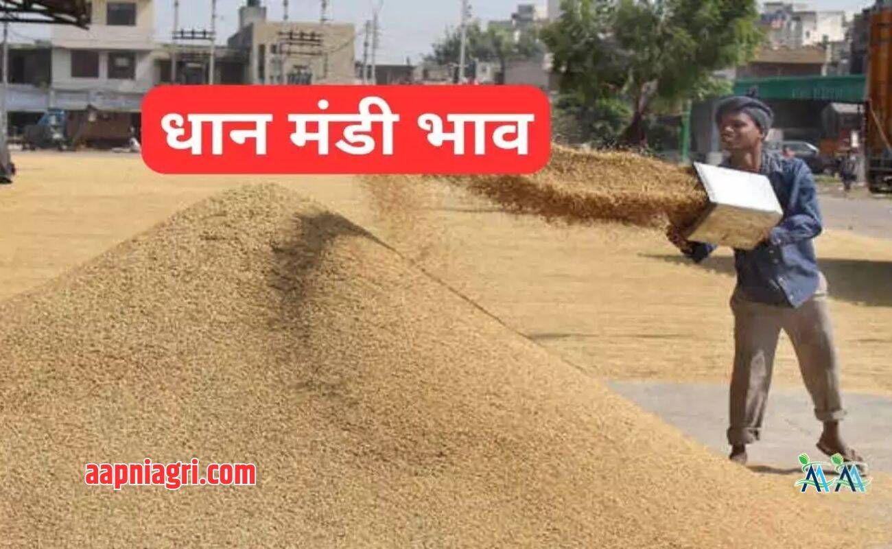 Paddy Mandi Bhav 11 April 2024: देखें आज के धान मंडी के ताजा भाव